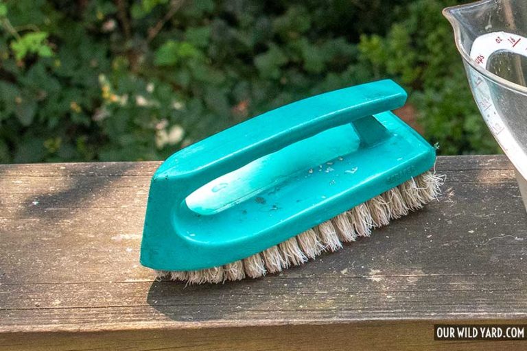 How to Clean A Bird Bath - Our Wild Yard