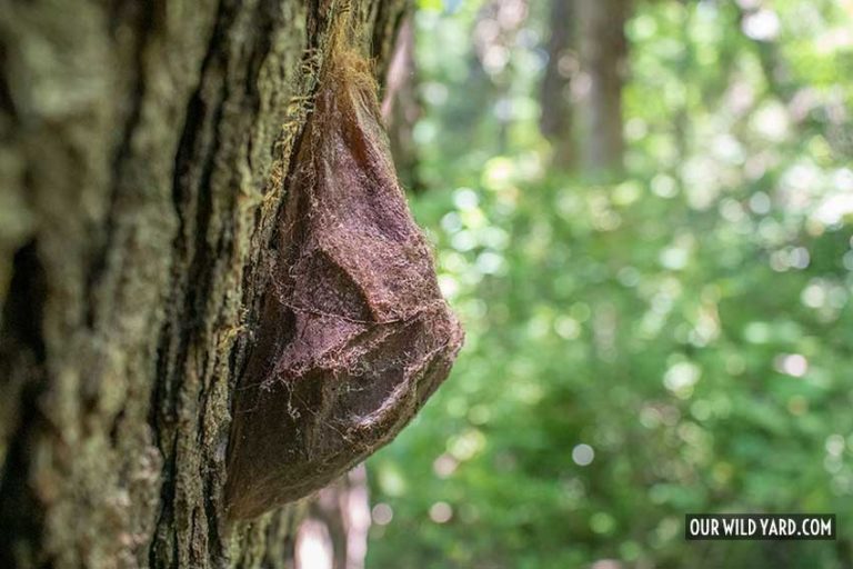Cecropia Moth: the Life Cycle of the Largest Moth in North America ...