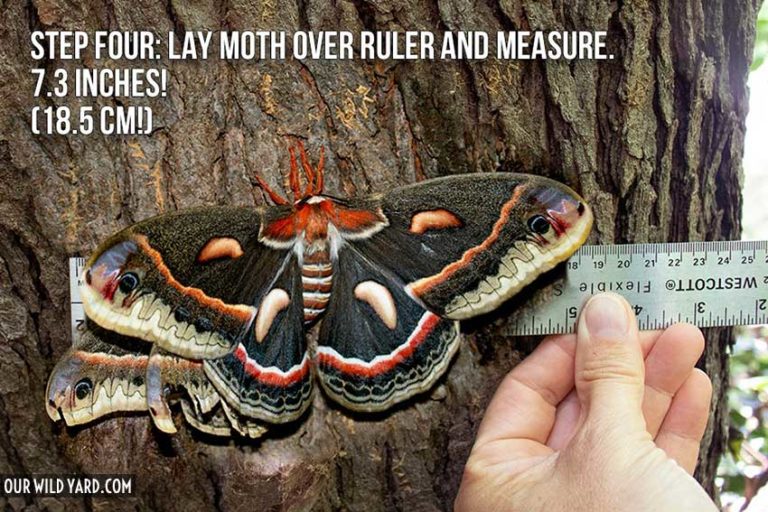 Cecropia Moth: the Life Cycle of the Largest Moth in North America ...