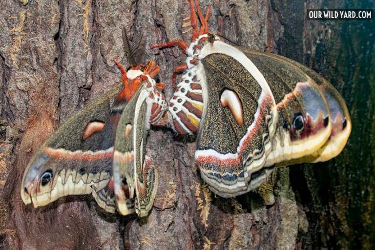 Polyphemus moth (Antheraea polyphemus) - Our Wild Yard
