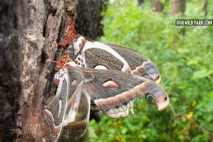 Cecropia Moth: the Life Cycle of the Largest Moth in North America ...