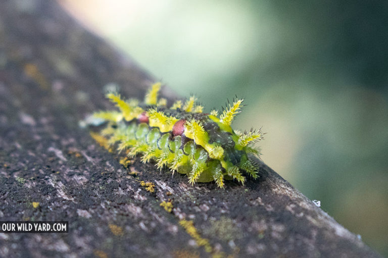 Spiny Oak-Slug Caterpillar (Euclea delphinii) - Our Wild Yard