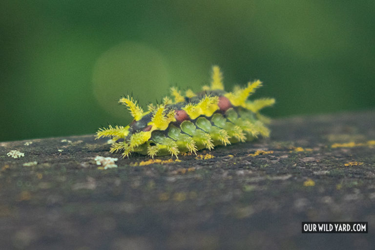 Spiny Oak-Slug Caterpillar (Euclea delphinii) - Our Wild Yard