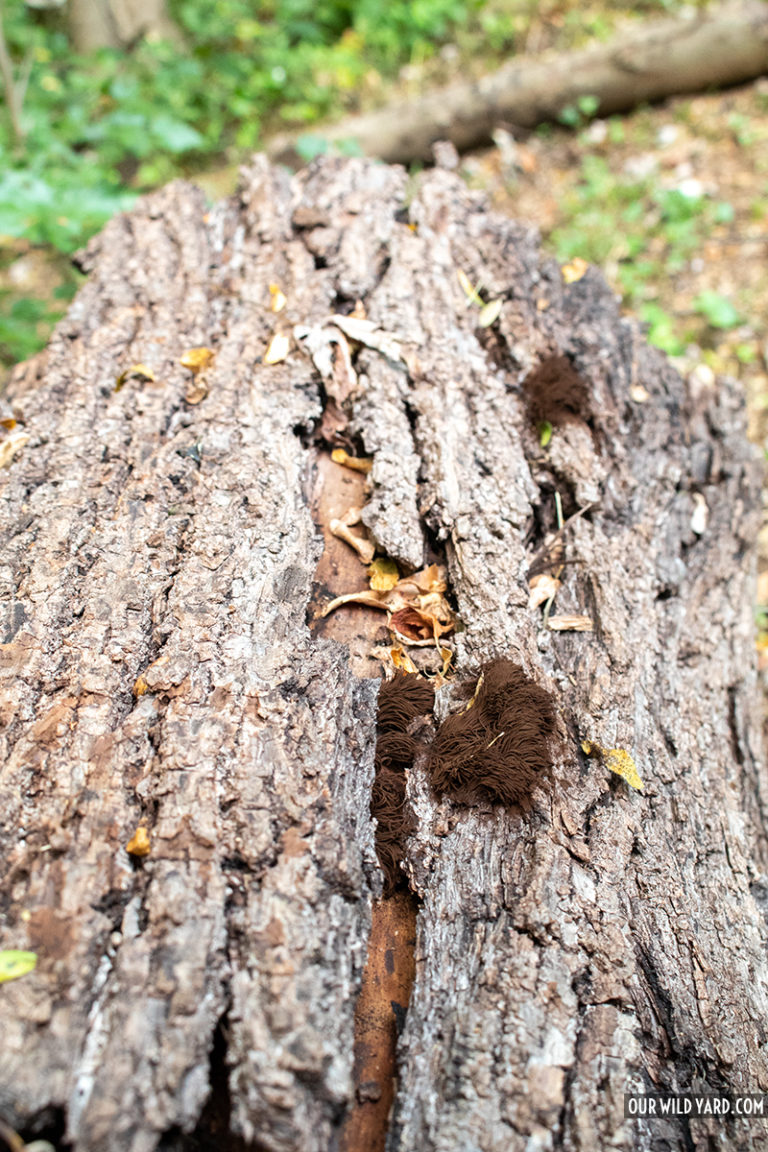 Chocolate tube slime mold (Stemonitis splendens) - Our Wild Yard