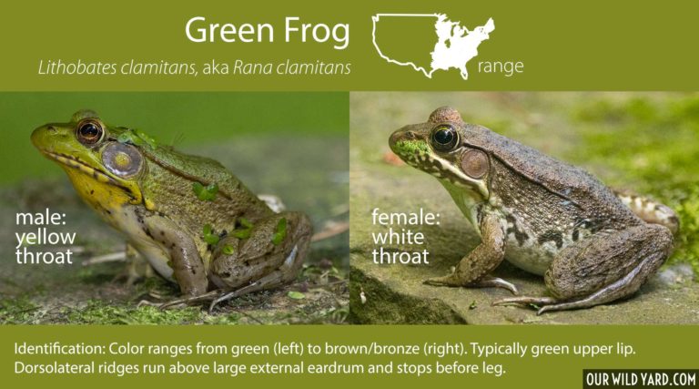 Difference between male and female frog (Northern Green Frog ...