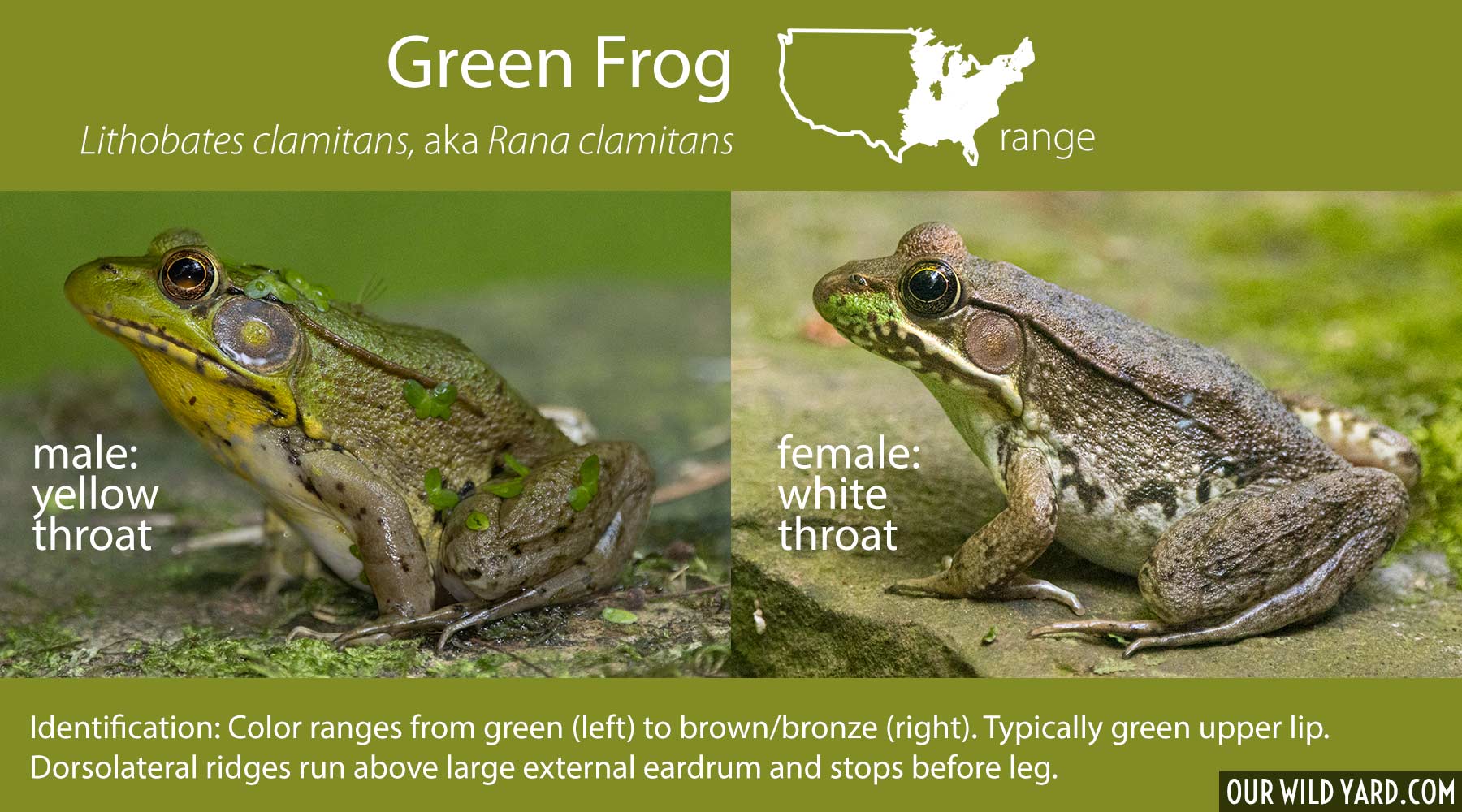 Difference Between Male And Female Frog Northern Green Frog Difference Between Male And Female Frog Northern Green Frog