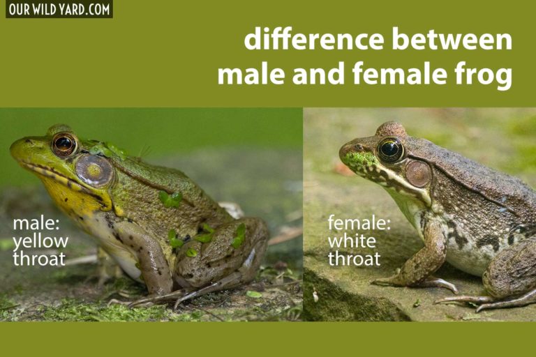 Difference between male and female frog (Northern Green Frog ...