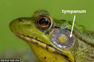 Difference between male and female frog (Northern Green Frog ...